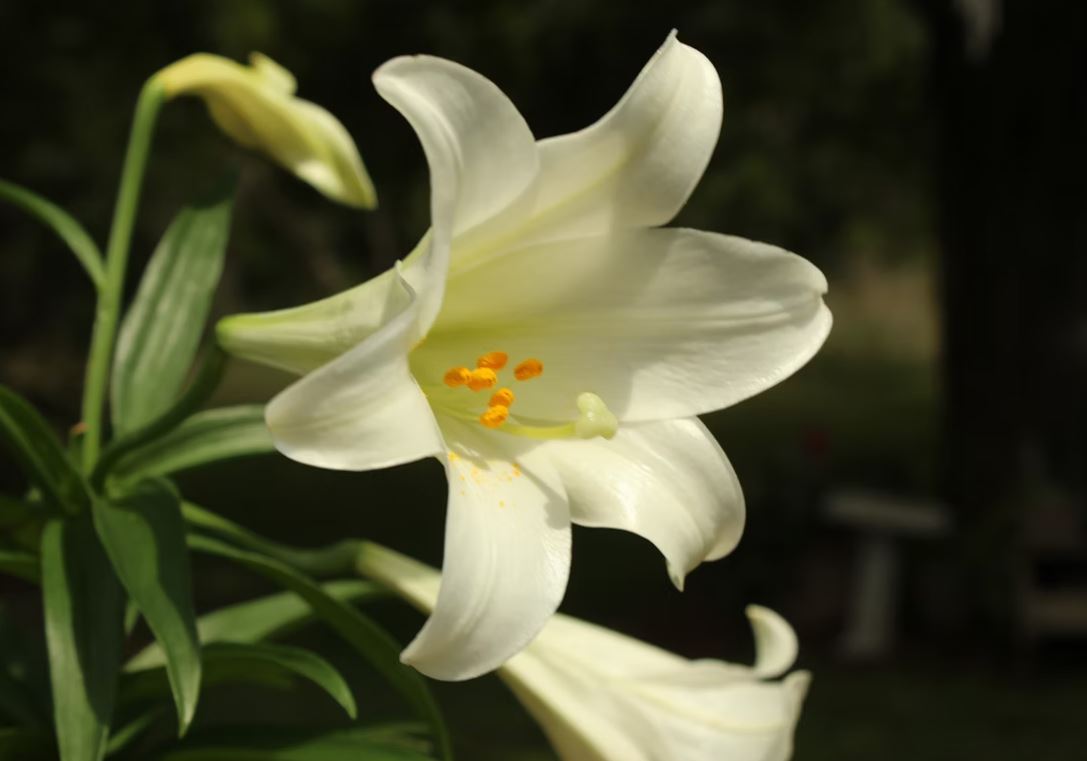 Plan a Meaningful Cremation and Memorial Service Guide